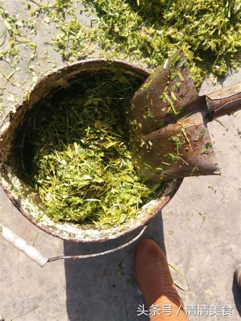 農村人這樣餵的豬，肉不僅鮮嫩營養價值還高 每日頭條