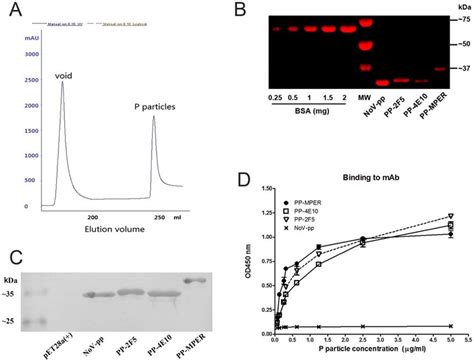 His Tag Affinity Purification And Characterization Of Chimeric P