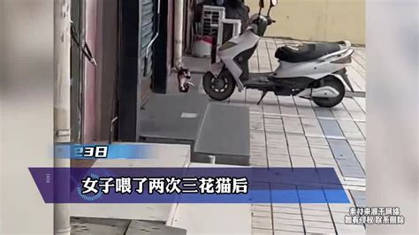 女子喂三花猫后，猫妈妈把孩子都叼给她，三花：妈找到终身饭票了
