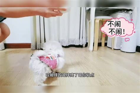 8斤猫咪被巴掌大小的狗狗满屋追，主人一旁看热闹，猫：快救驾啊