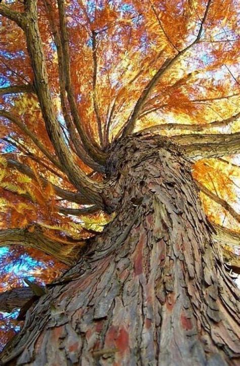 Spinning Wave Tree By David Holbrook Davids Newsletter