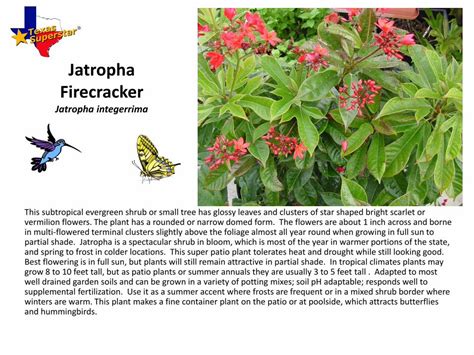 Pdf Jatropha Firecracker Txmg Dna €¦ · To Treat