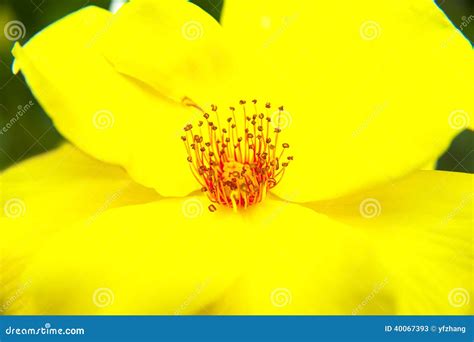 Pistil Jaune D étamine De Fleur Photo stock Image 40067393