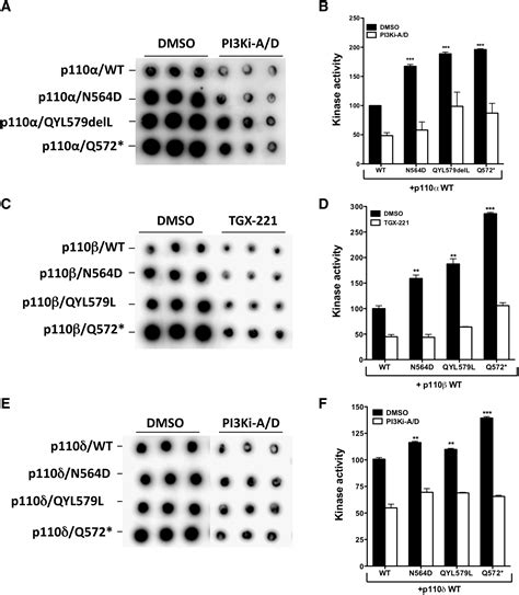 Somatic Mutations in p85α Promote Tumorigenesis through Class IA PI3K