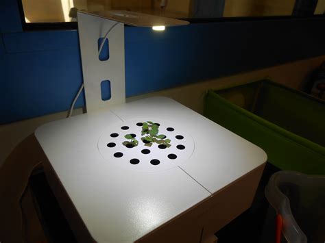 SEK-Qatar Preschool 3 » Our smart plants!