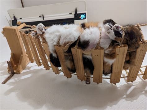 吊り橋でハムになった猫ちゃんの姿に14万いいねの大反響→猫はなぜハム化したのか？その謎に迫る Cat Press（キャットプレス）