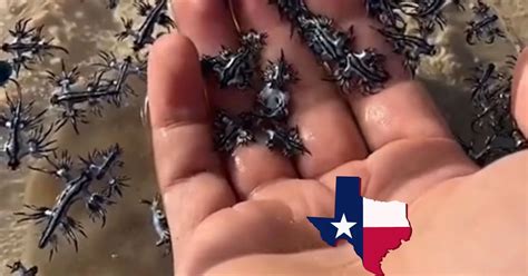 Extremely Toxic Blue Dragons Now Invading Texas