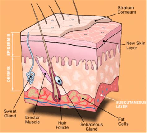 The Hair Growth Cycle Hair And Scalp Wellness By Vito Mazza