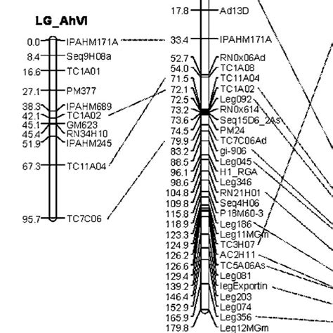 Alignment Of Linkage Group 6 Lgahvi Of Developed Map With Diploid Aa