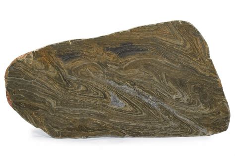 16 8 Polished Mesoproterozoic Stromatolite Conophyton Australia