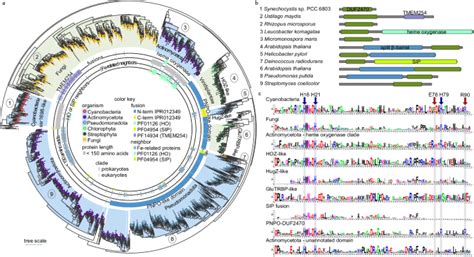 具有锌镜血红素位点的血红素蛋白将血红素可用性与蓝藻中的碳代谢联系起来nature Communications X Mol