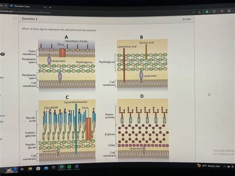 Acid Fast Endospores Staining Flashcards Quizlet
