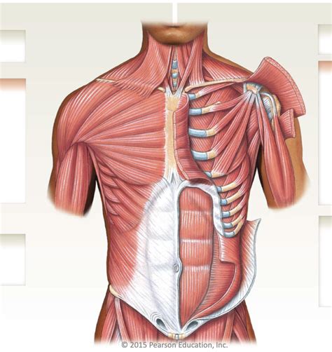 Axial Muscles Obliques And Rectus Diagram Quizlet