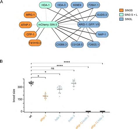 Identification Of Two SIN 3 Related Complexes In C Elegans Embryos By