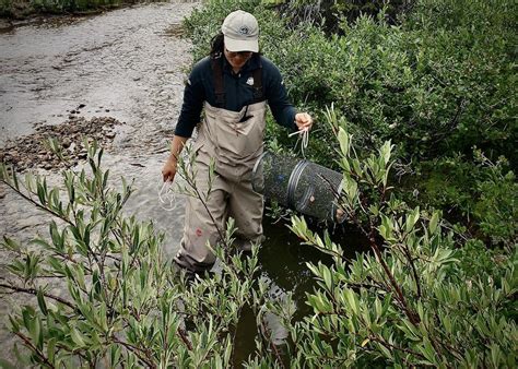 Northern Crayfish Found In Alberta Mountain Park
