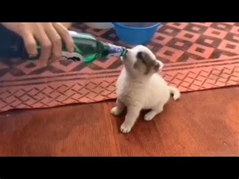 搞笑合集 盘点猝不及防的搞笑视频当狗子喝醉后的迷惑行为 P237 YouTube
