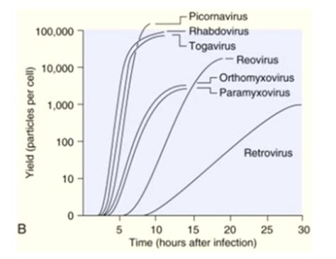 Lytic Replication Flashcards Quizlet