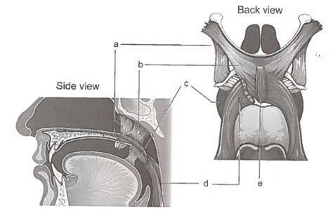 Muscles Of Velum Diagram Quizlet