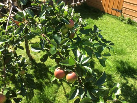 Fruit Trees Home Gardening Apple Cherry Pear Plum Fruit Tree Identification Pictures