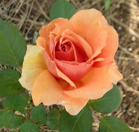 Rose Database Explore Rose Trees And Fragrances