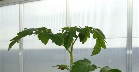 Aquacultures Hydroponic Greenhouse Setting Up My Rockwool Drip System