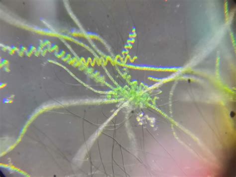 Spiruline DÉfinition PropriÉtÉs Et Bienfaits