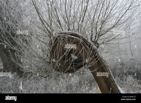 Distorted Tree Hi Res Stock Photography And Images Alamy