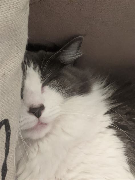 Microscopic Sleepy Blep Scrolller