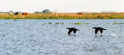Flora Y Fauna En Los Esteros Del Iberá En Corrientes Turismo