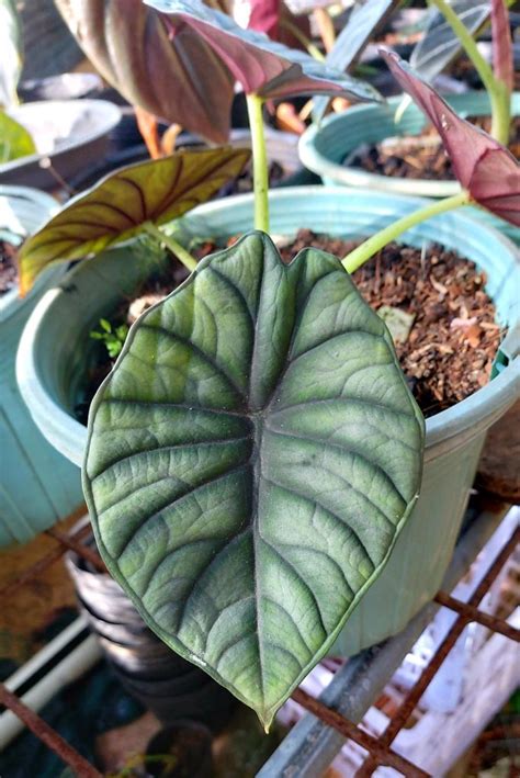 Alocasia Nebula The Farmy Việt Nam