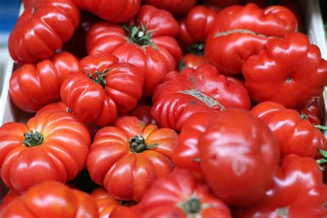 Are Beefsteak Tomatoes Determinate Or Indeterminate Grower Today