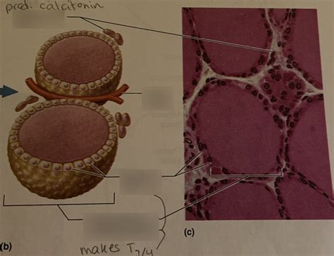 Lab Thyroid Gland Histology Diagram Quizlet