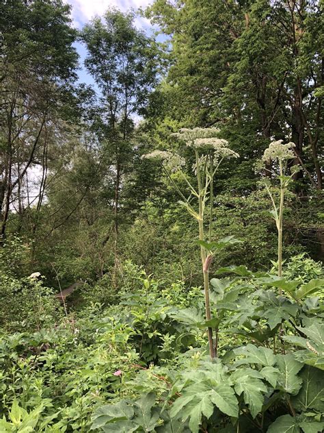 Wisconsin Wildflower Cow Parsnip Heracleum Maximum