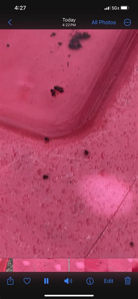 What Is This In Ohio So Small Can Barely See Them Rwhatsthisbug