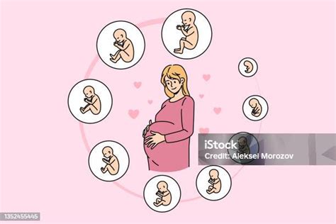 배아 발달 단계를 가진 임산부 임신에 대한 스톡 벡터 아트 및 기타 이미지 임신 개발 아기 Istock