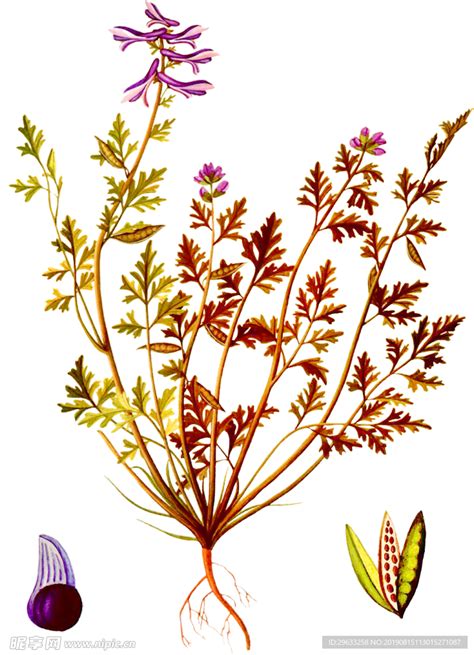 苦地丁设计图医疗保健生活百科设计图库昵图网