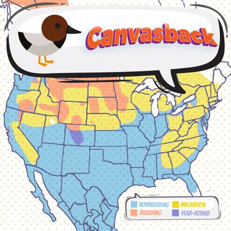 Canvasback Bird Watching Academy