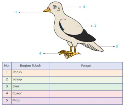 Bagian Tubuh Burung Dan Fungsinya Get Canva