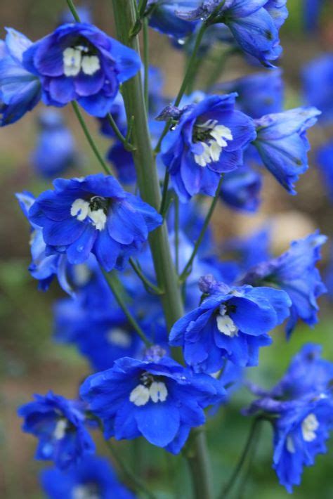 Las Mejores 23 Ideas De Delphinium Azul Flores Jardines Delphinium