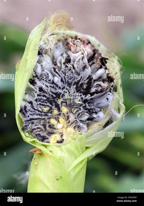 Corn Smut Ustilago Maydis Is A Fungus Parasite Of Corn Is An Edible