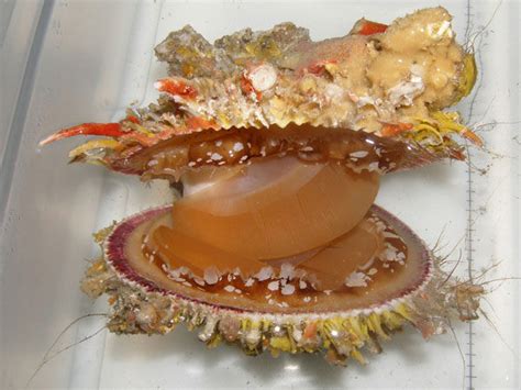 What Is A Bivalve Mollusk