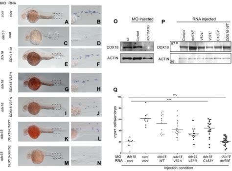 Ddx18 Is Essential For Cell Cycle Progression In Zebrafish
