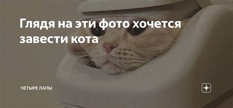 Глядя на эти фото хочется завести кота Шиманов и Еда Дзен