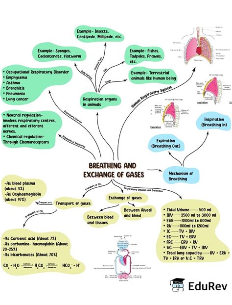 Biology Class 11 Biology Revision Study Biology Biology Lessons