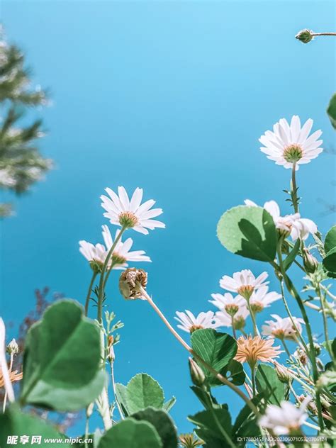 菊花摄影图 花草 生物世界 摄影图库 昵图网nipic
