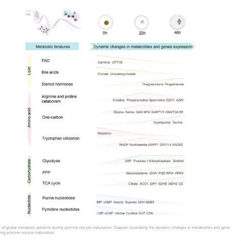 Transcriptomic Profiling Of Porcine Oocyte Maturation A Schematic