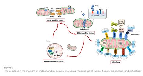 Figure 1 From Research Progress On The Pharmacological Effects Of