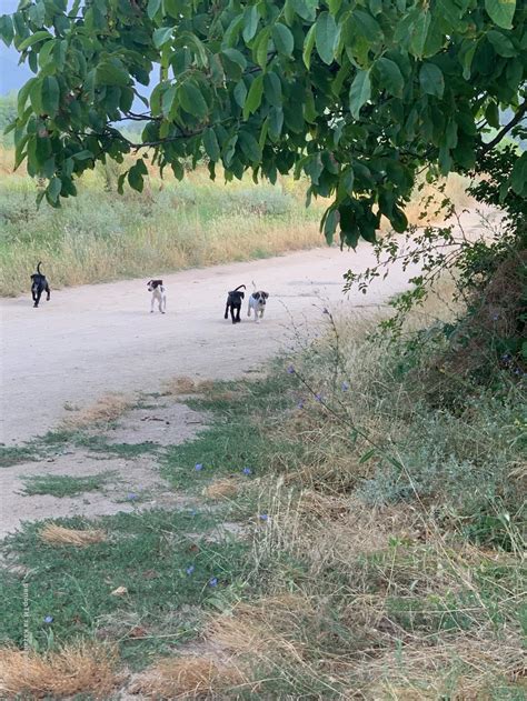 Изоставени ловни кучета РепорТИ за Казанлък