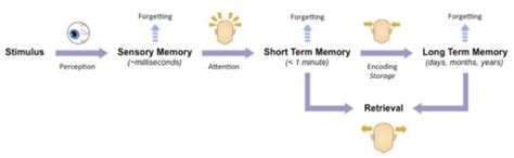 Psyc 125 M2 Memory Flashcards Quizlet