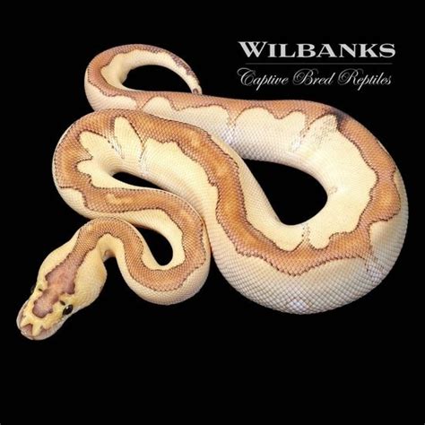 Butter Enchi Clown Ball Python By Wilbanks Captive Bred Reptiles In 2025 Ball Python Python